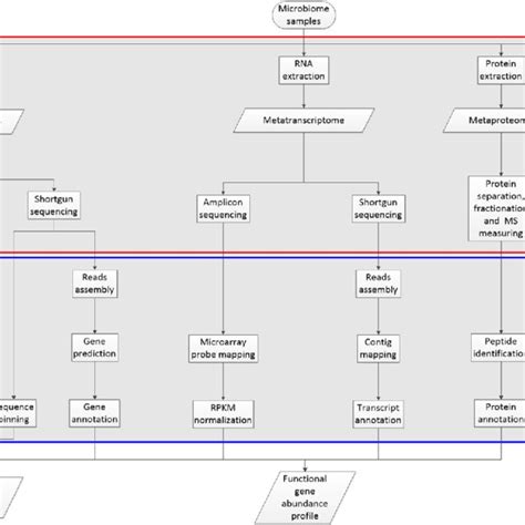 The Workflow Of Preparation For All Four Types Of Meta Omics Data Download Scientific Diagram