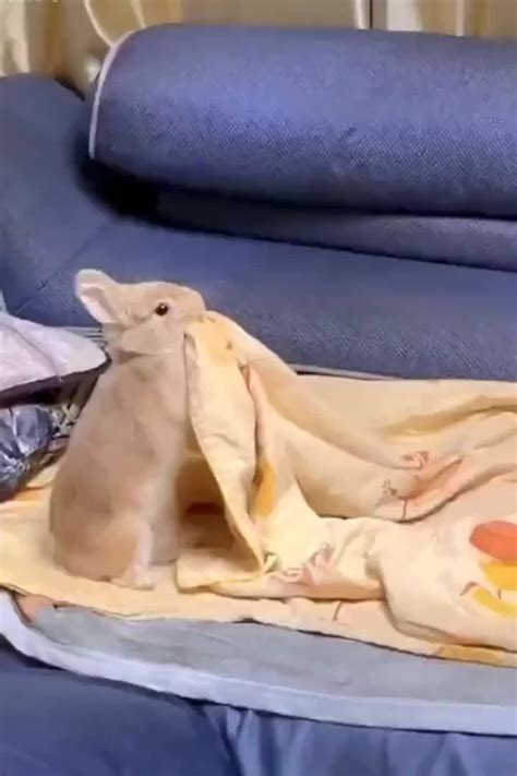 Issue With Particular Imgure Files Not Displaying Correctly Rapolloapp