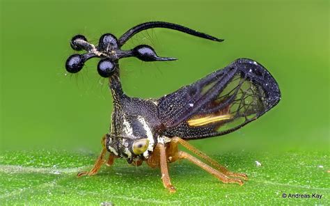 Brazilian Treehopper Bocydium Rainforest Dwelling Insect That