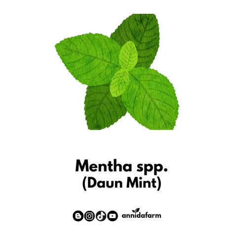 Tanaman Mint Mentha Spp