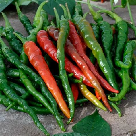 Chilli Caysan Cayenne Hybrid Seeds My Seeds