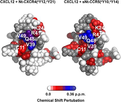 The Chemokines Ccl5 And Cxcl12 Exhibit High‐affinity Binding To N