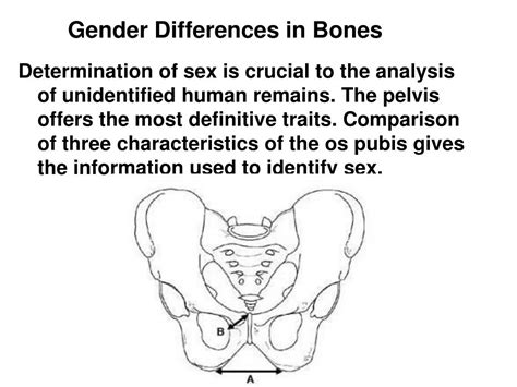 PPT Ch 14 Human Remains PowerPoint Presentation Free Download ID 4110704