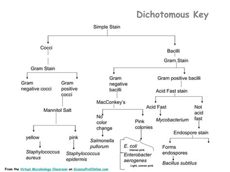 Biological Classification Scientific Taxonomy Lecture