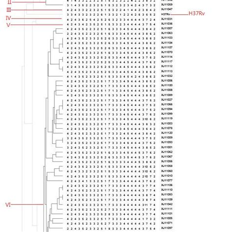 dendrogram deduced from clustering analysis of 55 isolates by using