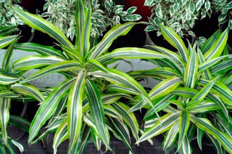 Виды драцены - AgroFlora.ru