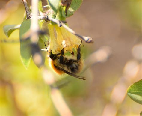 Bee Insect Pollinate Free Photo On Pixabay Pixabay