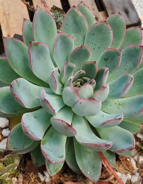 100 Types Of Succulents With Pictures And Names Identification