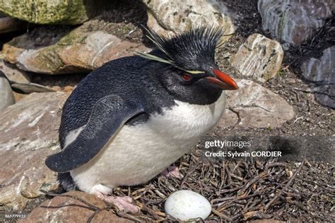 Falklands Malouines Ile De Saunders Rockery Gorfou Sauteur News
