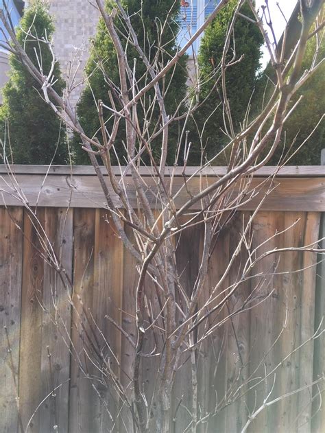 Red Maple Tree Not Leafing In The Ask A Question Forum Garden Org