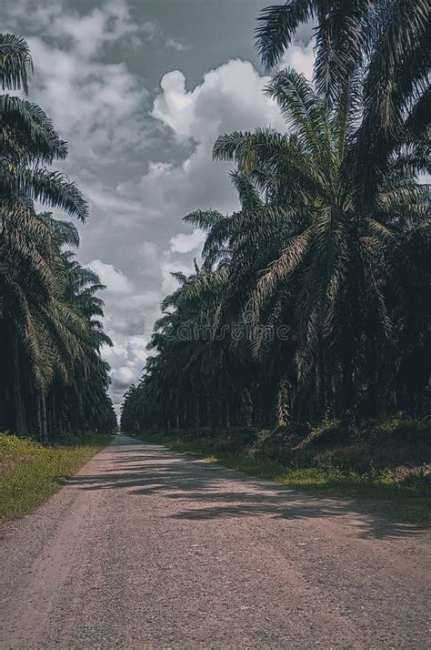 Endless Street Scene In The Middle Of Palm Fields Stock Image Image