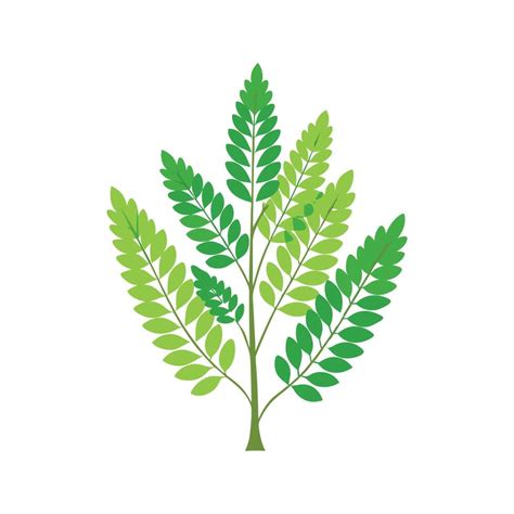 Lush Selaginella Plant Design Concept 57393470 Vector Art At Vecteezy