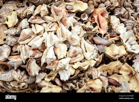 Marine Shells Sold As Souvenirs In Alexandria Market Egypt Africa