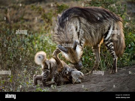 Striped Hyena Hyaena Hyaena With Its Cub Ndutu Ngorongoro