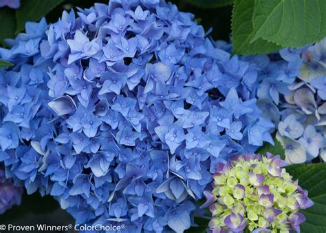 Grow Lets Dance Rhythmic Blue Hydrangea For Season Long Color