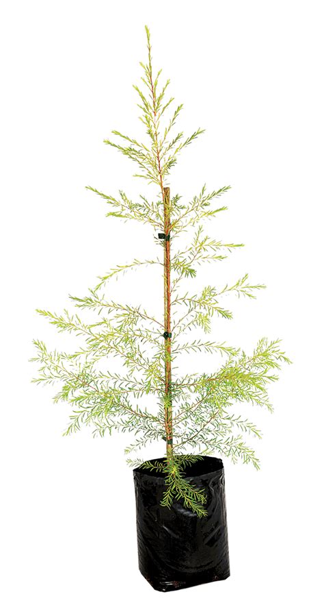 Melaleuca Johannesburg Gold Lifestyle Home Garden Online Store