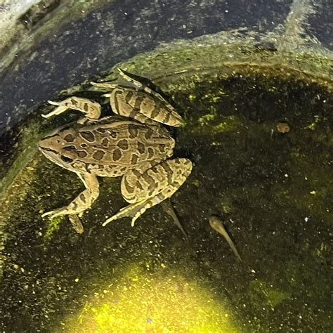 Leopard Frog Tadpole Size