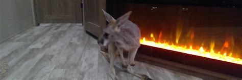 Masterprinter2016s Portfolio Of 3d Models On Thangs