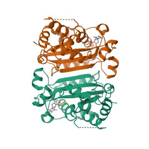 Rcsb Pdb 2o4g Structure Of Trex1 In Complex With A Nucleotide
