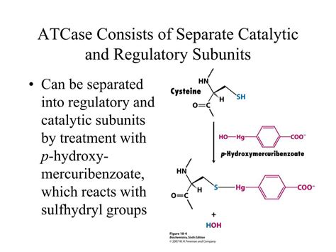 Ppt Regulatory Strategies Atcase And Haemoglobin Powerpoint Presentation Id 6382243