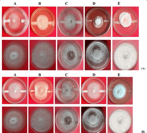 A In Vitro Confrontation Of Major Potato Fungal Pathogens With Download Scientific Diagram