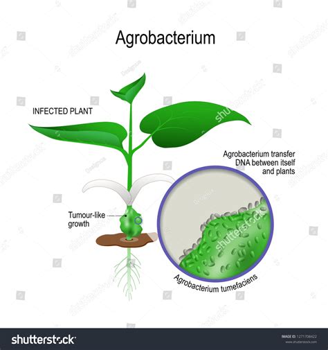 Infected Plant Closeup Agrobacterium Tumefaciens Agrobacterium เวกเตอร์สต็อก ปลอดค่าลิขสิทธิ์