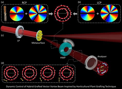 Dynamic Control Of Hybrid Grafted Perfect Vector Vortex Beamsnature Communications X Mol