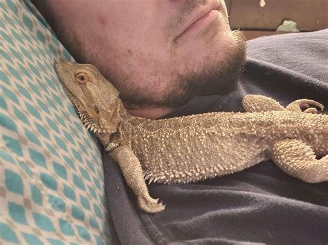 Duck Is Just So Derpy This Is How She Cuddled Up When My Husband Was Reading R Beardeddragons
