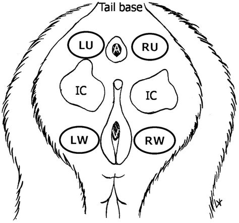 Approximate Location Of The Four Areas Of The Sex Skin Around The