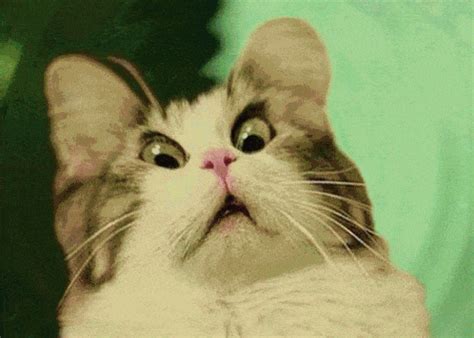 Cat Cat Meme  Cat Cat Meme Imfrybro Discover And Share S