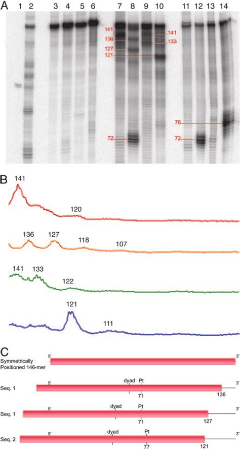 Exonuclease Iii Analysis Of Native And Platinated Nucleosomes All Four