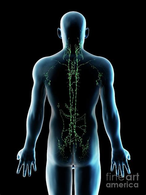 Back Lymph Nodes