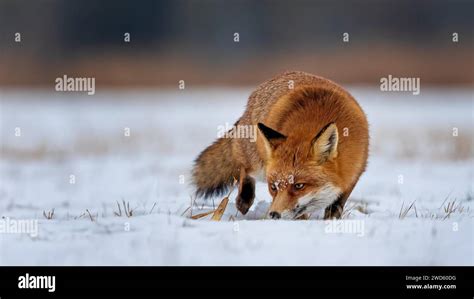 Red Fox Vulpes Vulpes Hunting Winter Fur Lurking Sniffing Winter