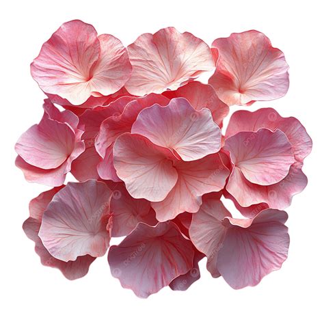 Grupo De Pétalas Rosa E Brancas Png Grupo Pétalas De Rosa Pétalas