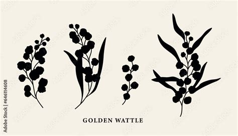 Flat Vector Wattle Branches Illustration Stock Vector Adobe Stock