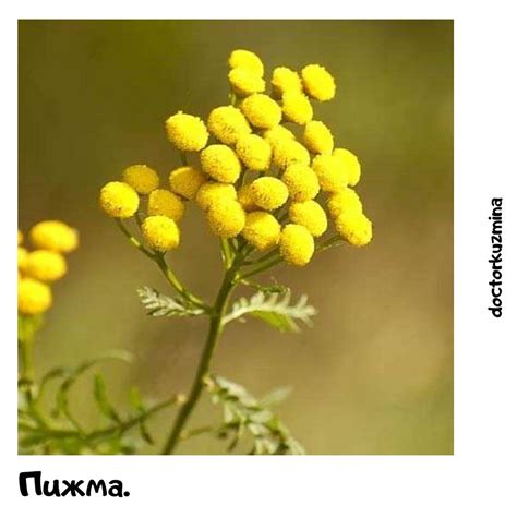 Пижма белая (63 фото) » НА ДАЧЕ ФОТО