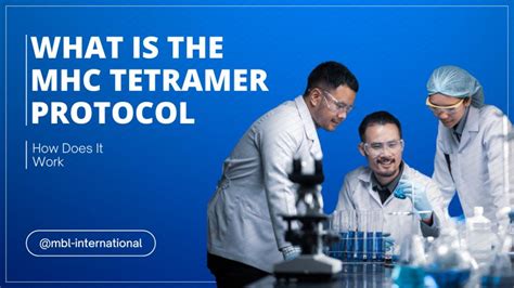 Mbl International Corporation On Linkedin What Is The Mhc Tetramer Protocol And How Does It Work