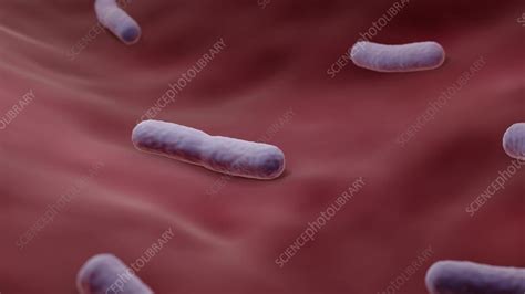 Dividing Bacteria Animation Stock Video Clip K0119854 Science