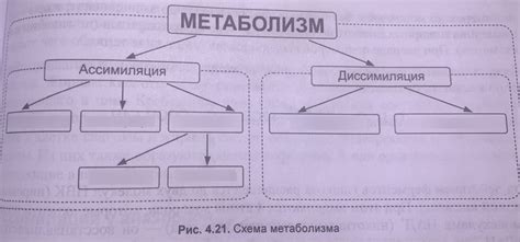 Диаграмма: Метаболизм | Quizlet