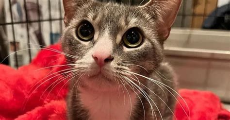 Une Chatte Risque De Se Retrouver à La Rue Alors Quelle Est Sur Le