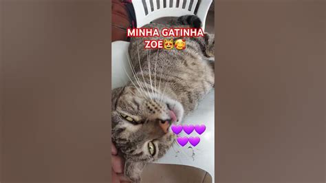 Shorts A Zoe é Minha Gatinha Fofa Cat Cute Gatosfofos Youtube