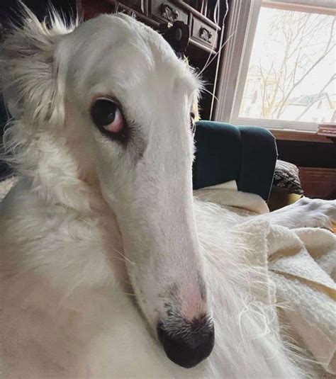 Borzoi Meme By Igorgonzola Sound Effect Meme Button Tuna
