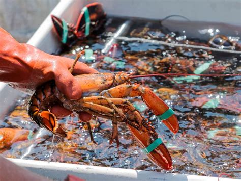 How To Cook Live Lobster At Home Perfectly