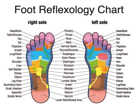 Ultimate Guide To Trigger Point Therapy The Ached Body