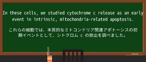 【英単語】cytochrome C Releaseを徹底解説！意味、使い方、例文、読み方 おもしろい英文法