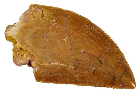 Serrated 61 Raptor Tooth Real Dinosaur Tooth 273099 For Sale