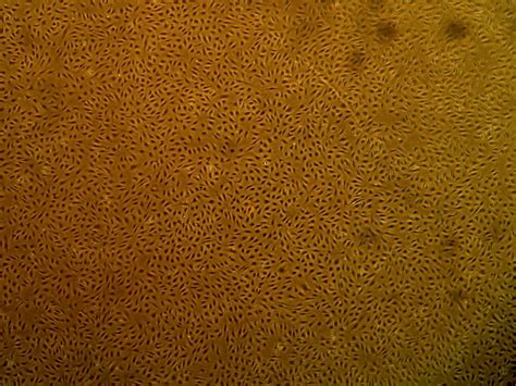 人主动脉内皮细胞（haec） 上海启达生物科技有限公司