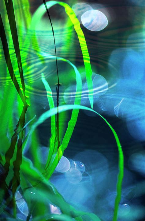 Arching Grasses By Dreamy Pond By Steve Satushek