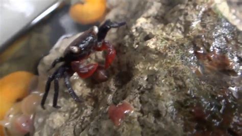 Vampire Crab Feeding Youtube
