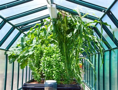 35 Vegetables You Can Grow Hydroponically Last 5 Will Surprise You